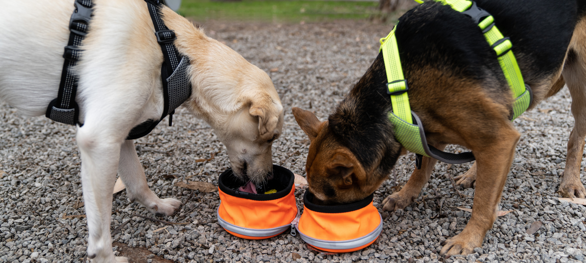 ACCESORIOS – Black Dog